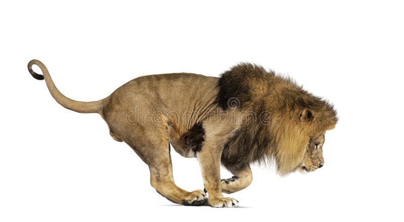 Side View of a Lion Jumping, , Isolated on White Stock Image - Image of ...