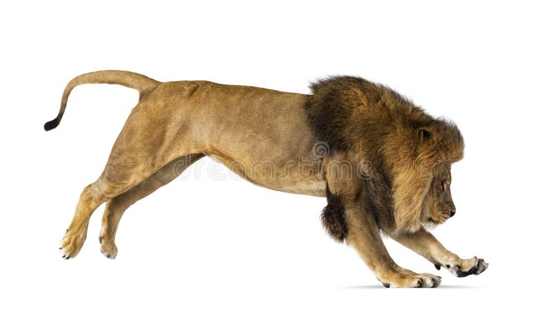 Jumping Lion Male Isolated White Background Stock Photos - Free ...