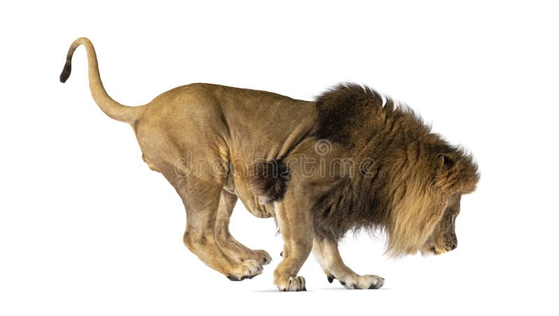 Side View of a Lion Jumping, , Isolated on White Stock Photo - Image of ...