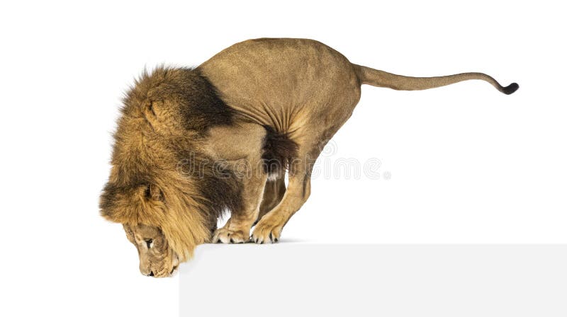 Side View of a Lion Looking Down, Isolated on White Stock Image - Image ...