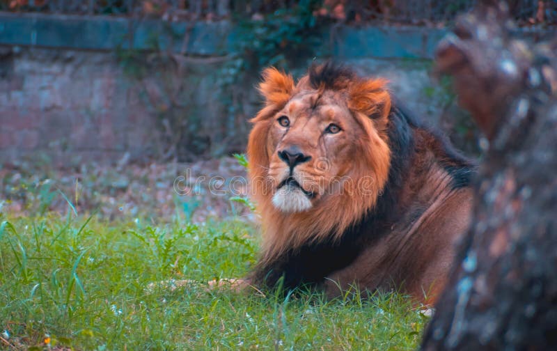 Side view of a lion stock photo. Image of head, looking - 148622962