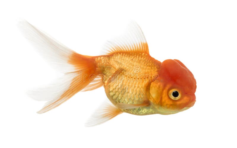 Side View of a Lions Head Goldfish Isolated on White Stock Photo ...