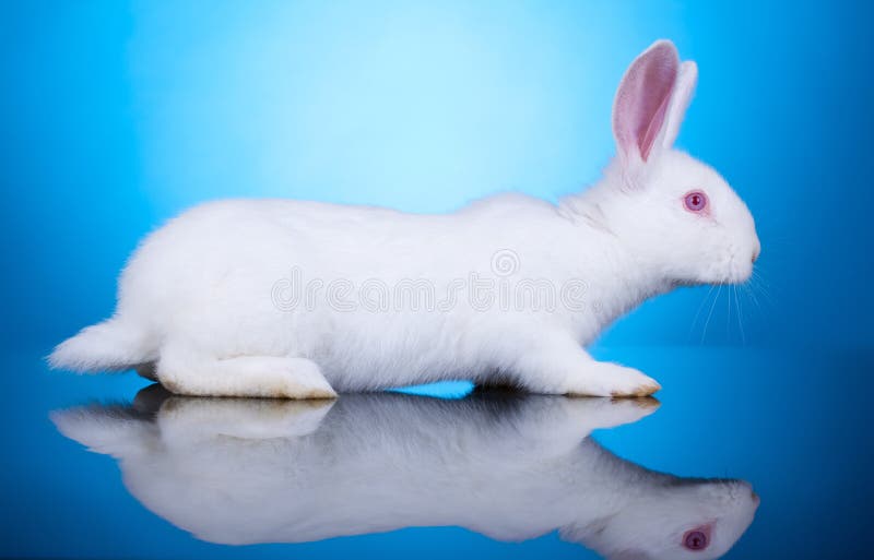 280 Side View Cute Little White Bunny Stock Photos - Free & Royalty ...