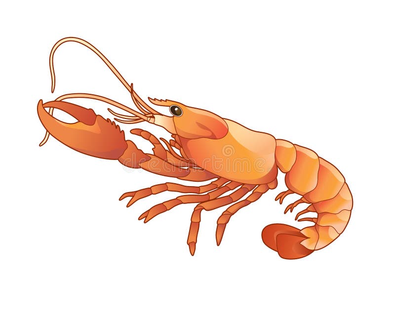 Lobster Side View Stock Illustrations – 71 Lobster Side View Stock ...