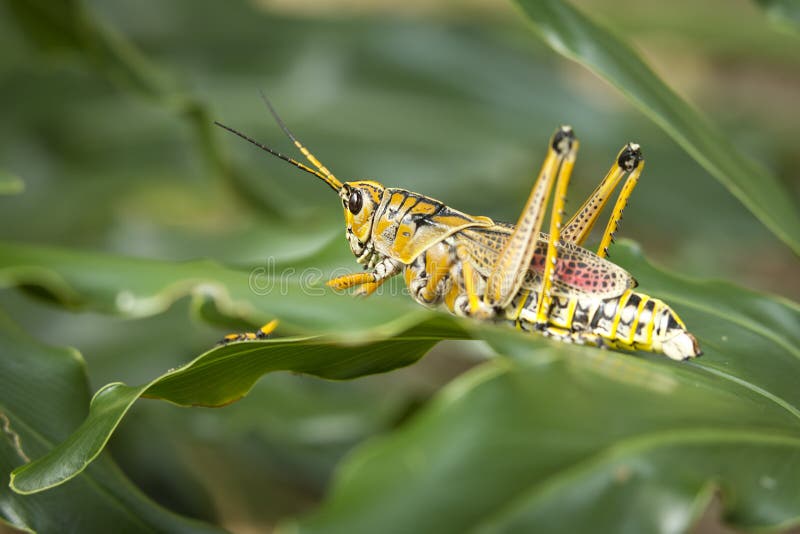 Side view of locust. stock image. Image of biology, nature - 56496195