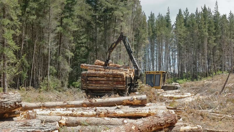 Side View of a Log Loader Loading Pine Logs Near Tarraleah in Tasmania ...