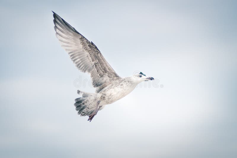 Side view of lone seagull stock photo. Image of gull - 38557816