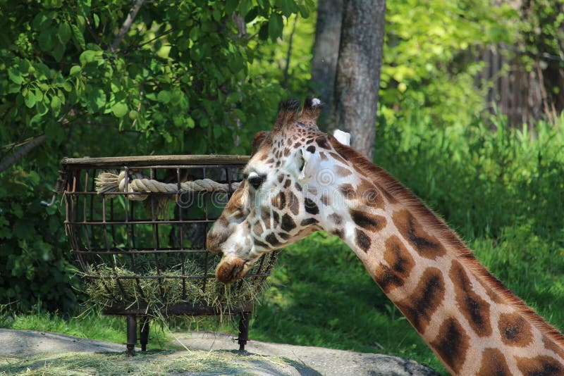 Side View of a Lonely Giraffe Resting in the Zoo Stock Image - Image of ...