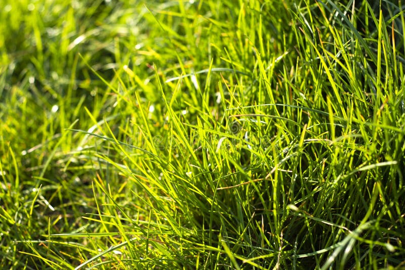 Side View on Long and Bright Green Grass Texture Stock Photo - Image of ...
