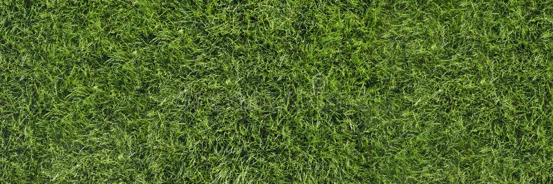 Side View on Long and Bright Green Grass Texture. Green Field Backgroun ...