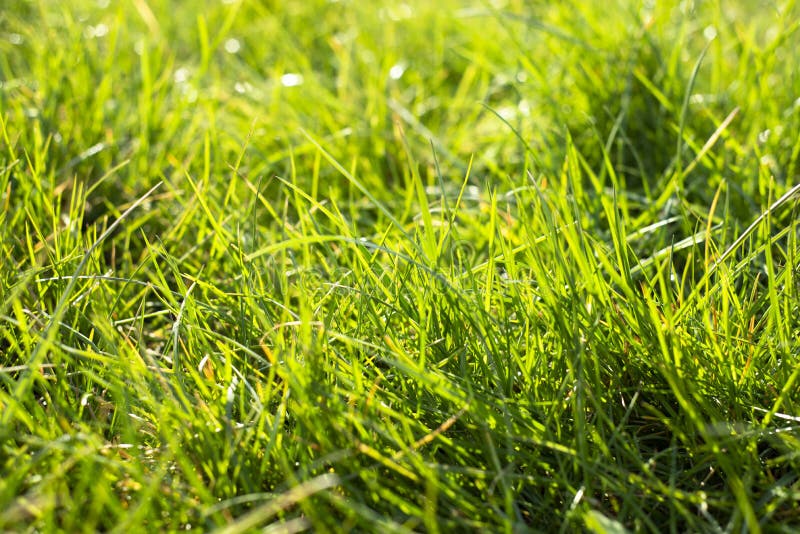 Side View on Long and Bright Green Grass Texture Stock Photo - Image of ...