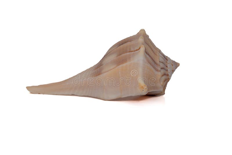 Long Conical Seashell Isolated White Background Stock Photos - Free ...