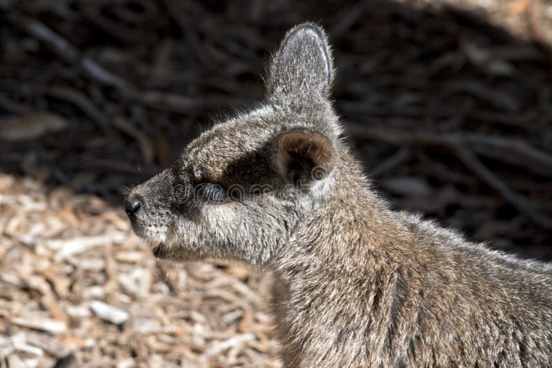 A Side View of a Long Nosed Potoroo Stock Image - Image of tammar ...