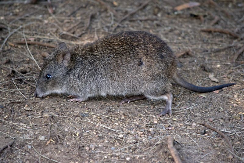 This is a Side View of a Long Nosed Potoroo Stock Image - Image of ...