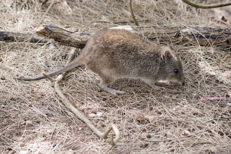 The Long Nosed Potoroo Looks Like a Rat but it is a Marsupial Stock ...