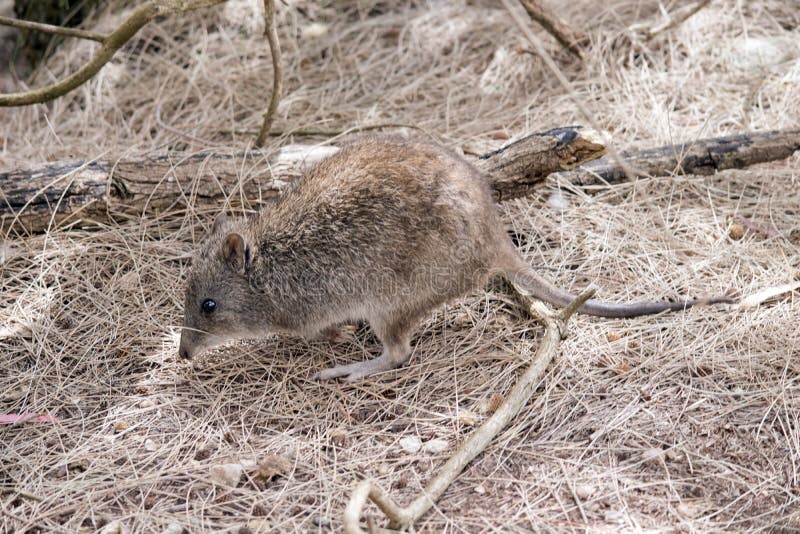 This Is A Side View Of A Long Nosed Potoroo Stock Photo - Image of ...