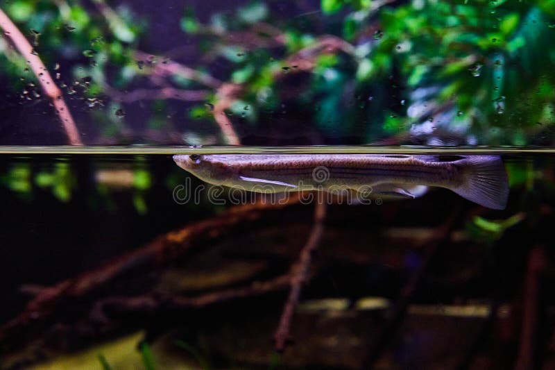 Side View of Long Silver Fish in Clear Water Just Beneath Surface in ...