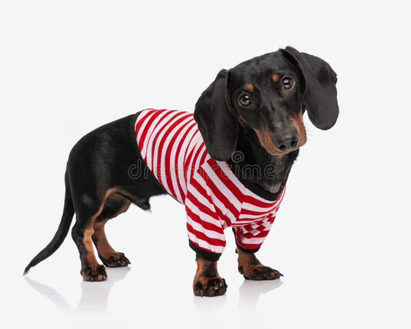 Side View of Long Teckel Dachshund Dog in Costume Looking Forward Stock ...