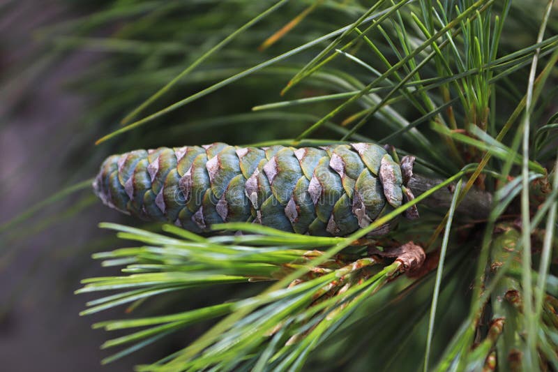 Side View of a Long Young Pine Cone on a Branch Stock Image - Image of ...