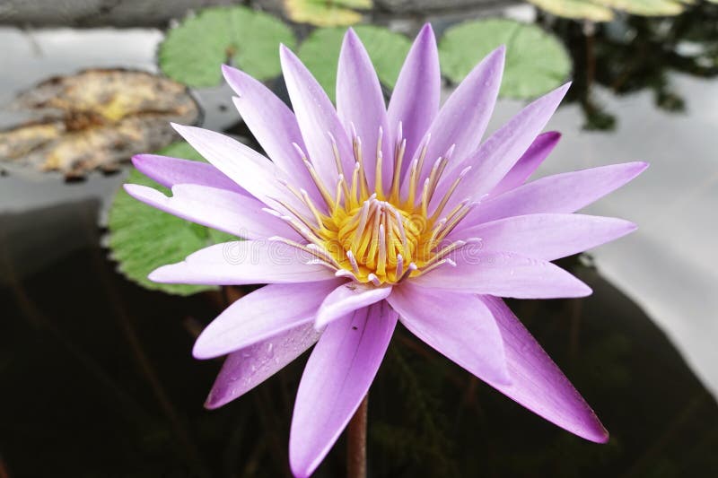 Side view of Lotus flower stock image. Image of plant - 362017187