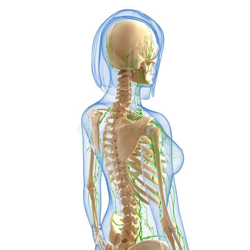 Side View of Nervous System of Head Skeleton Stock Illustration ...