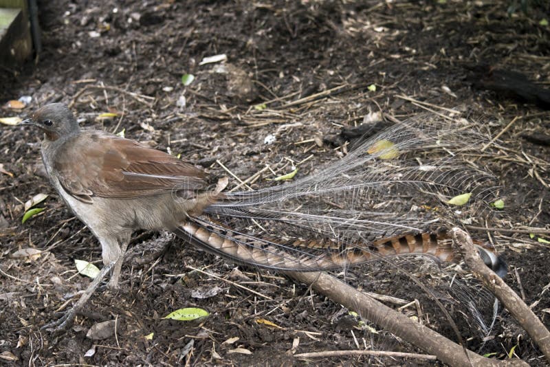 A lyre bird stock image. Image of frilly, feathers, grey - 130509175