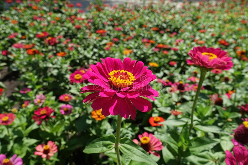 Side View of Magenta-colored Flower Head of Zinnia Stock Photo - Image ...