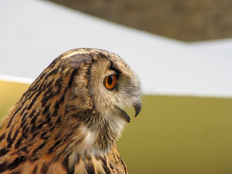Side View of a Magnificent European Eagle Owl Stock Photo - Image of ...