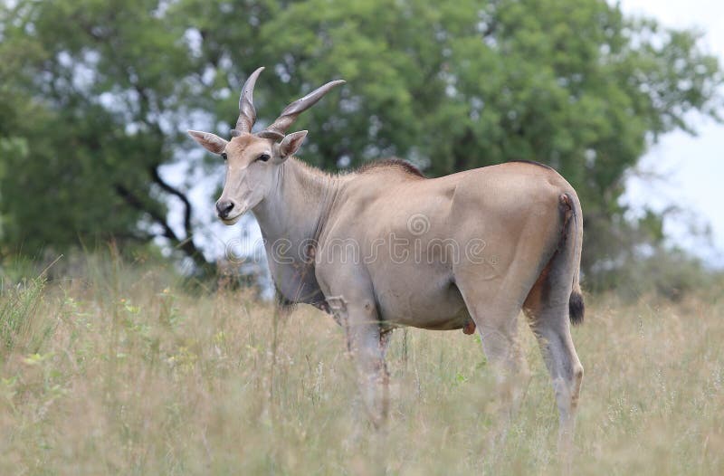 Side View of Magnificent Large and Healthy Eland Bull Stock Photo ...