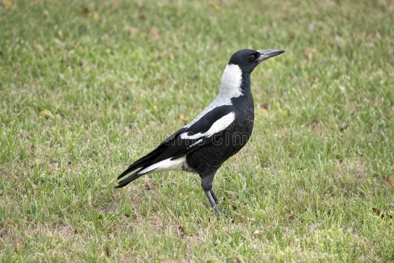 This is a Side View of a Magpie Stock Image - Image of beak, white ...