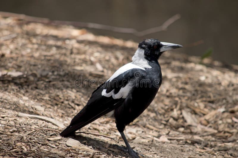 This is a Side View of a Magpie Stock Photo - Image of feathers, fauna ...