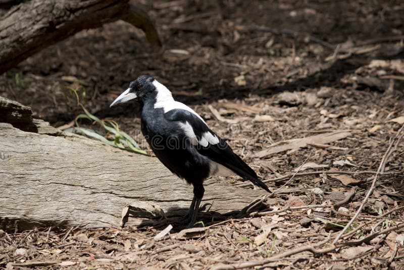This is a Side View of a Magpie Stock Image - Image of tail, black ...