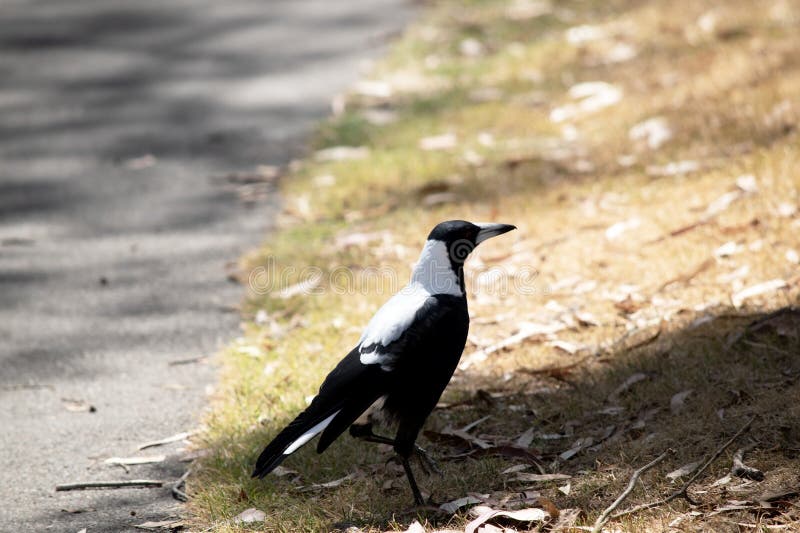 This is a Side View of a Magpie Stock Photo - Image of nose, nosed ...