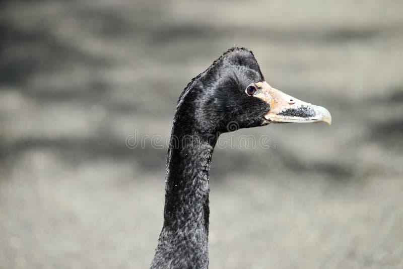 This is a Side View of a Magpie Goose Stock Photo - Image of bird, bill ...