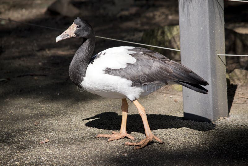 Thee Magpie Goose is a Black and White Bird Stock Image - Image of ...