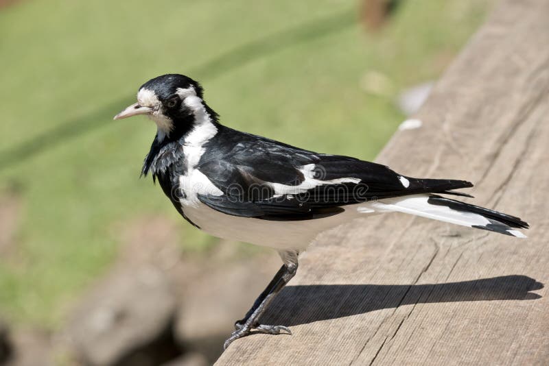 This is a Side View of a Magpie Lark Stock Photo - Image of plumage ...