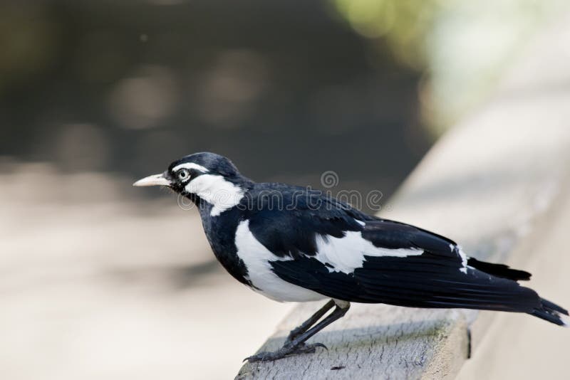 Magpie lark side view stock photo. Image of feathers - 103687582
