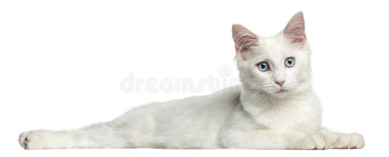 Side View of a Main Coon Kitten Lying, 4 Months Stock Photo - Image of ...