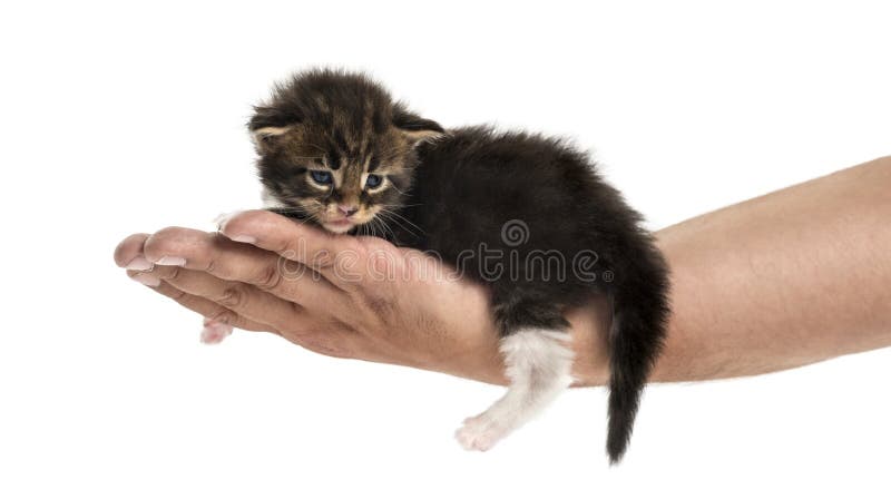 Side View of a Maine Coon Kitten in Human Hand Stock Photo - Image of ...