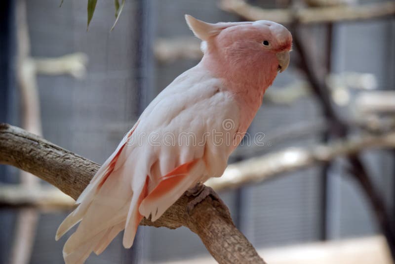 This is a Side View of a Major Mitchell Stock Photo - Image of bird ...
