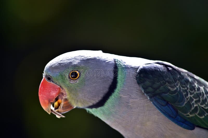 This is a Side View of a Malabar Parakeet Stock Photo - Image of ...