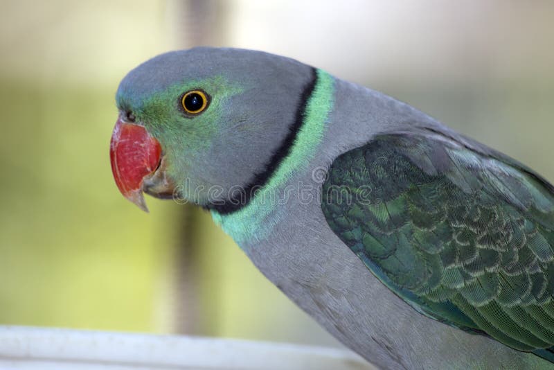 This is a Side View of a Malabar Parakeet Stock Image - Image of ...