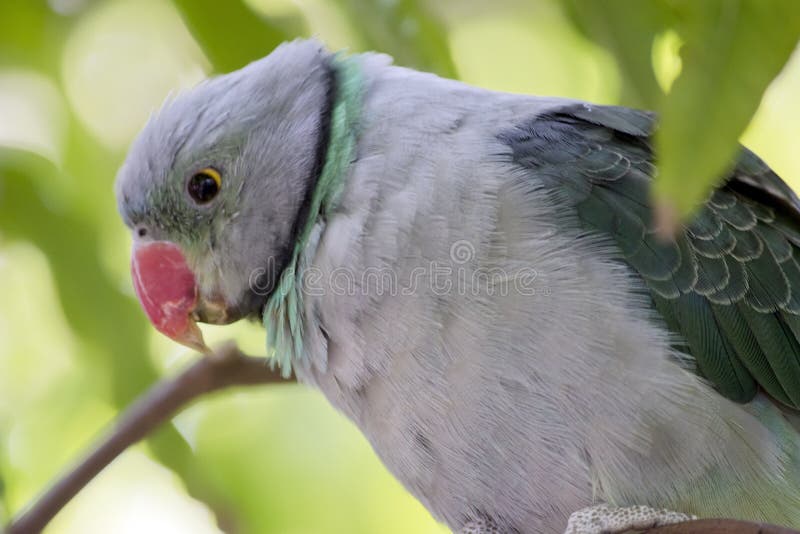 This is a Side View of a Malabar Parakeet in a Tree Stock Photo - Image ...