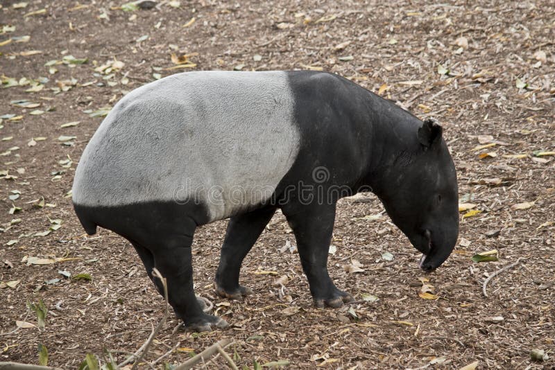 Malayan tapir stock photo. Image of view, black, small - 102614528