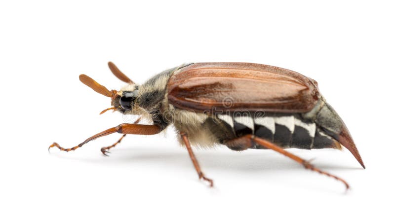 Male Cockchafer, Melolontha Melolontha, Flying Stock Image - Image of ...