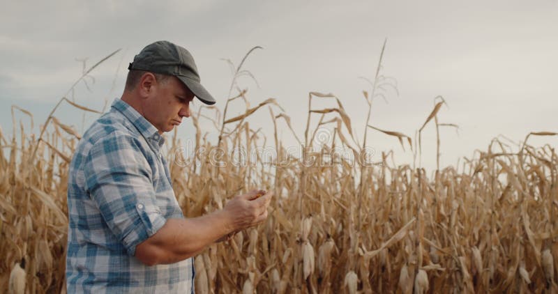 Side View: Mature Male Farmer Walks Along the Road Along the Fields of ...