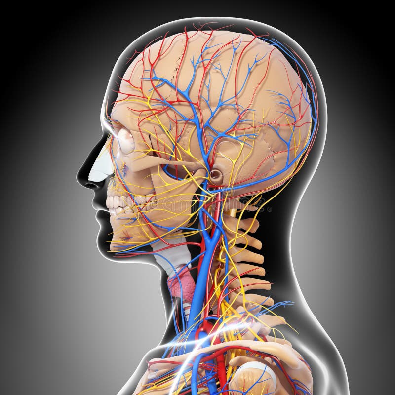 Side View of Male Head Circulatory System Stock Illustration ...