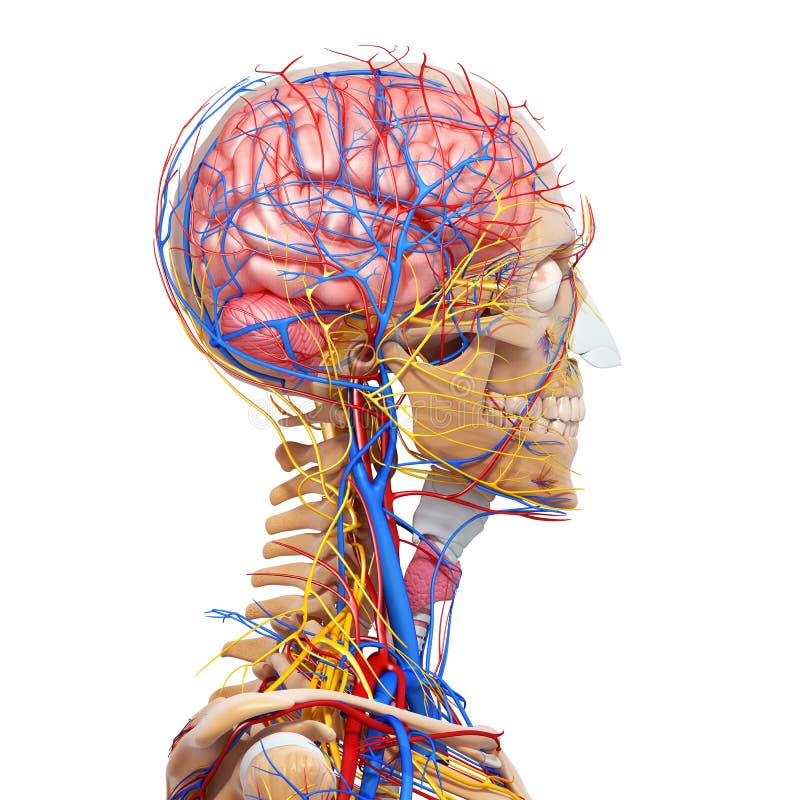 Anatomy of Male Body Circulatory System Stock Illustration ...