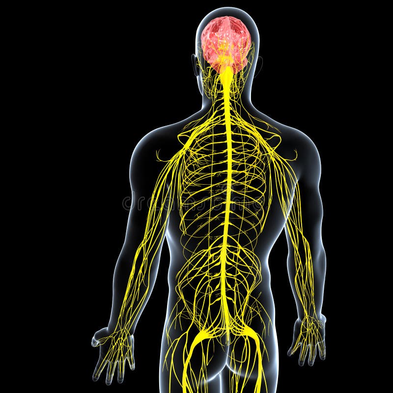 Side View of Male Nervous System Stock Illustration - Illustration of ...