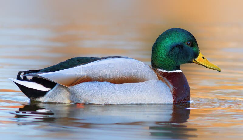 Side View of Mallard Duck on Water Surface Stock Image - Image of ...